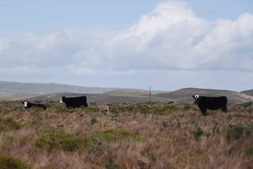 The Contentious Future of Point Reyes -- Here's What You Need to Know ...
