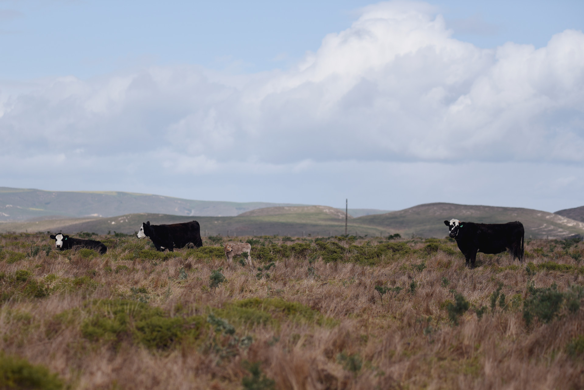 The Contentious Future of Point Reyes -- Here's What You Need to Know ...