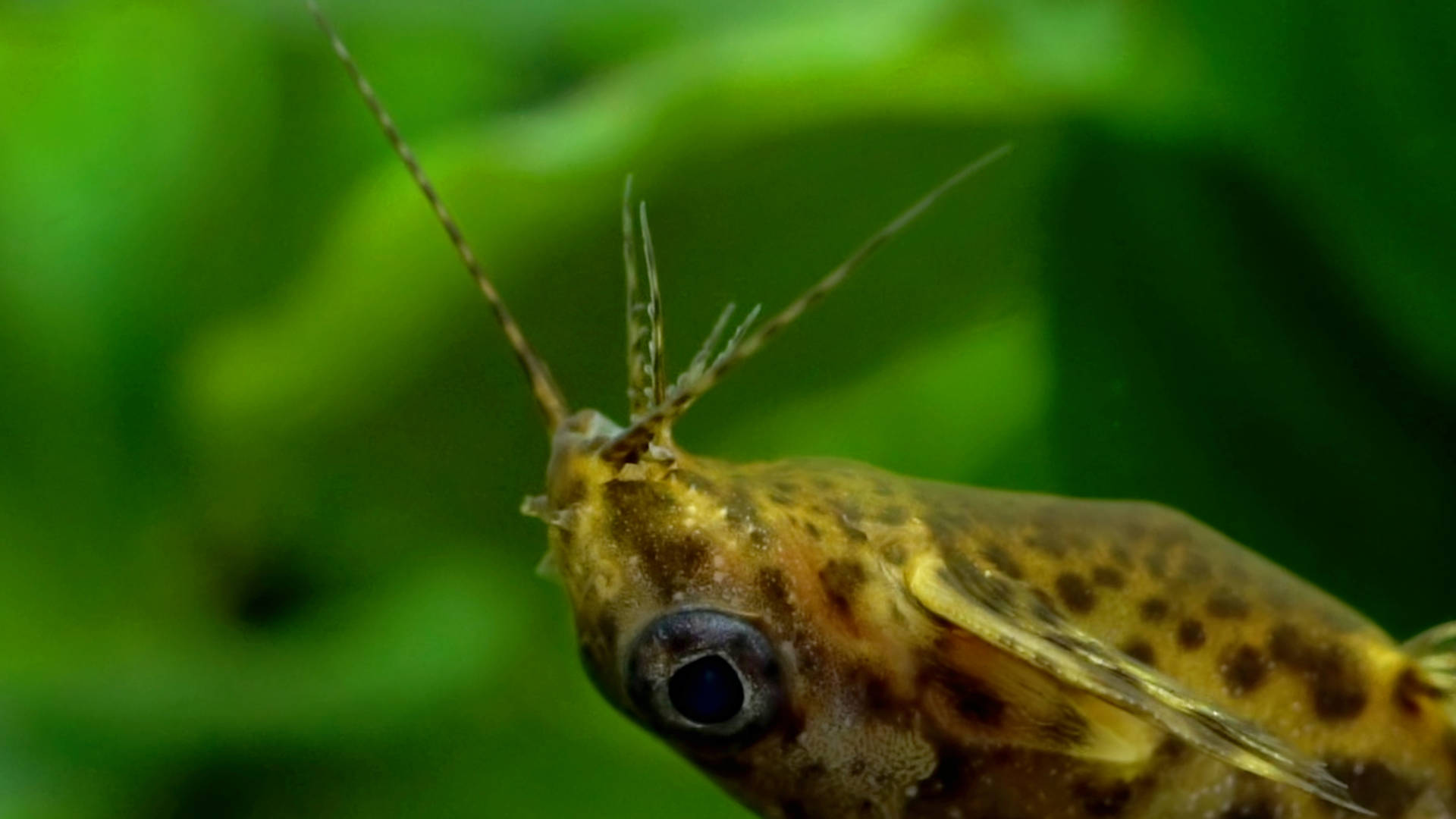 Upside-Down Catfish Doesn't Care What You Think | KQED