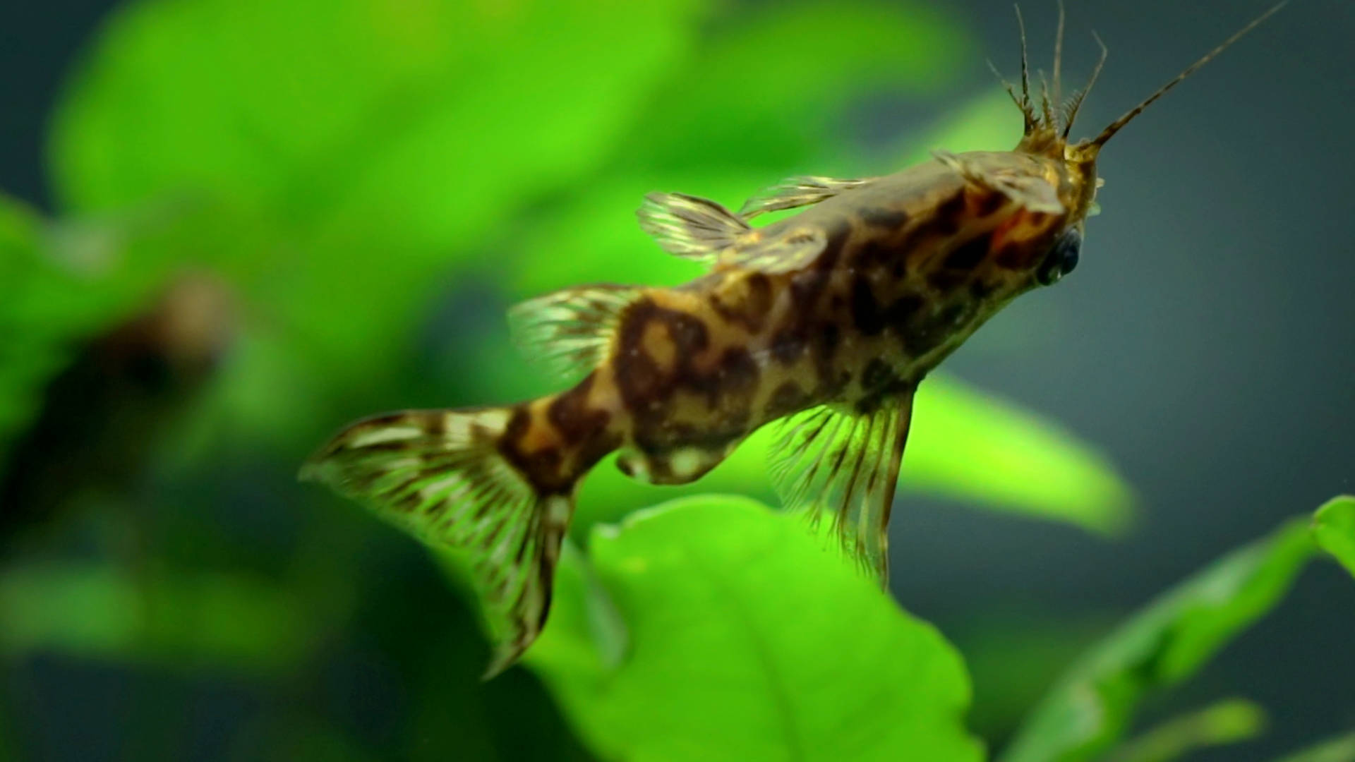 Upside-Down Catfish Doesn't Care What You Think | KQED