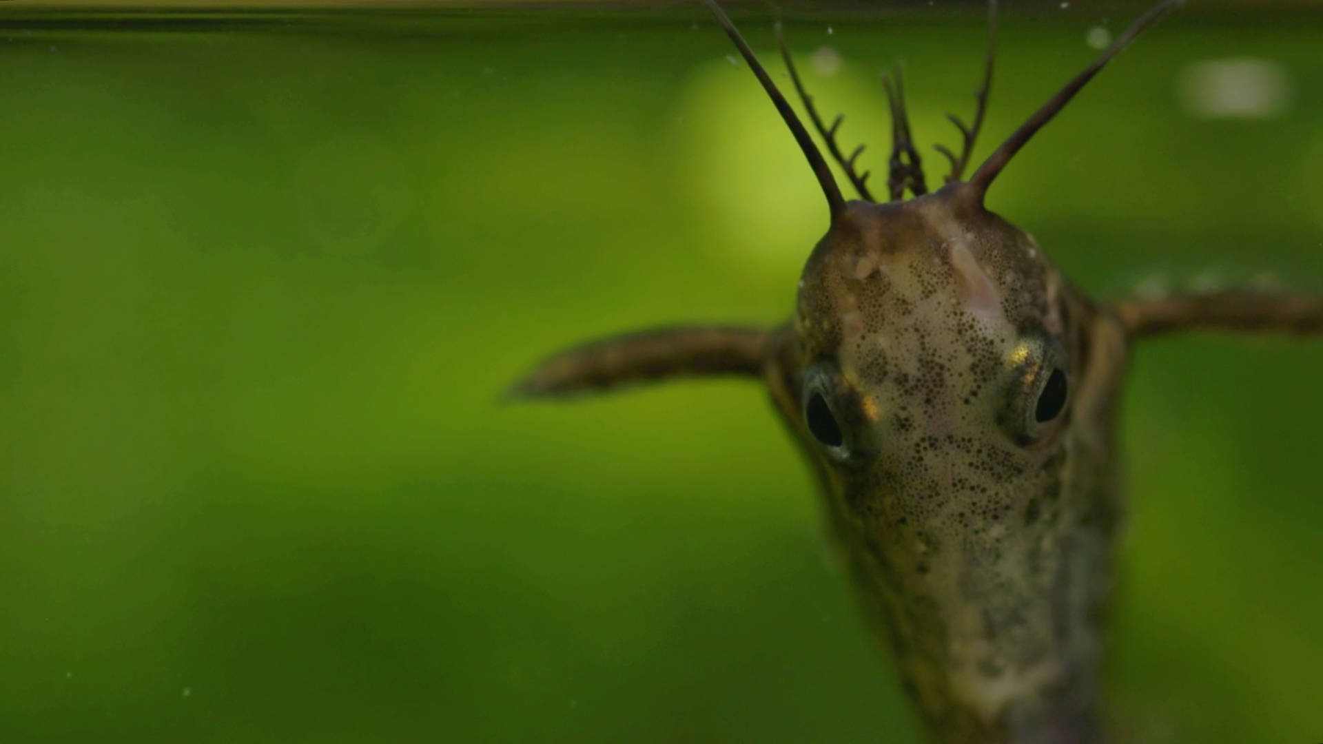 Upside-Down Catfish Doesn't Care What You Think | KQED