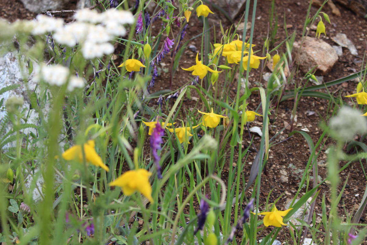 Get Outside This Weekend and Go Flower Hunting, as Rare Blooms Abound ...