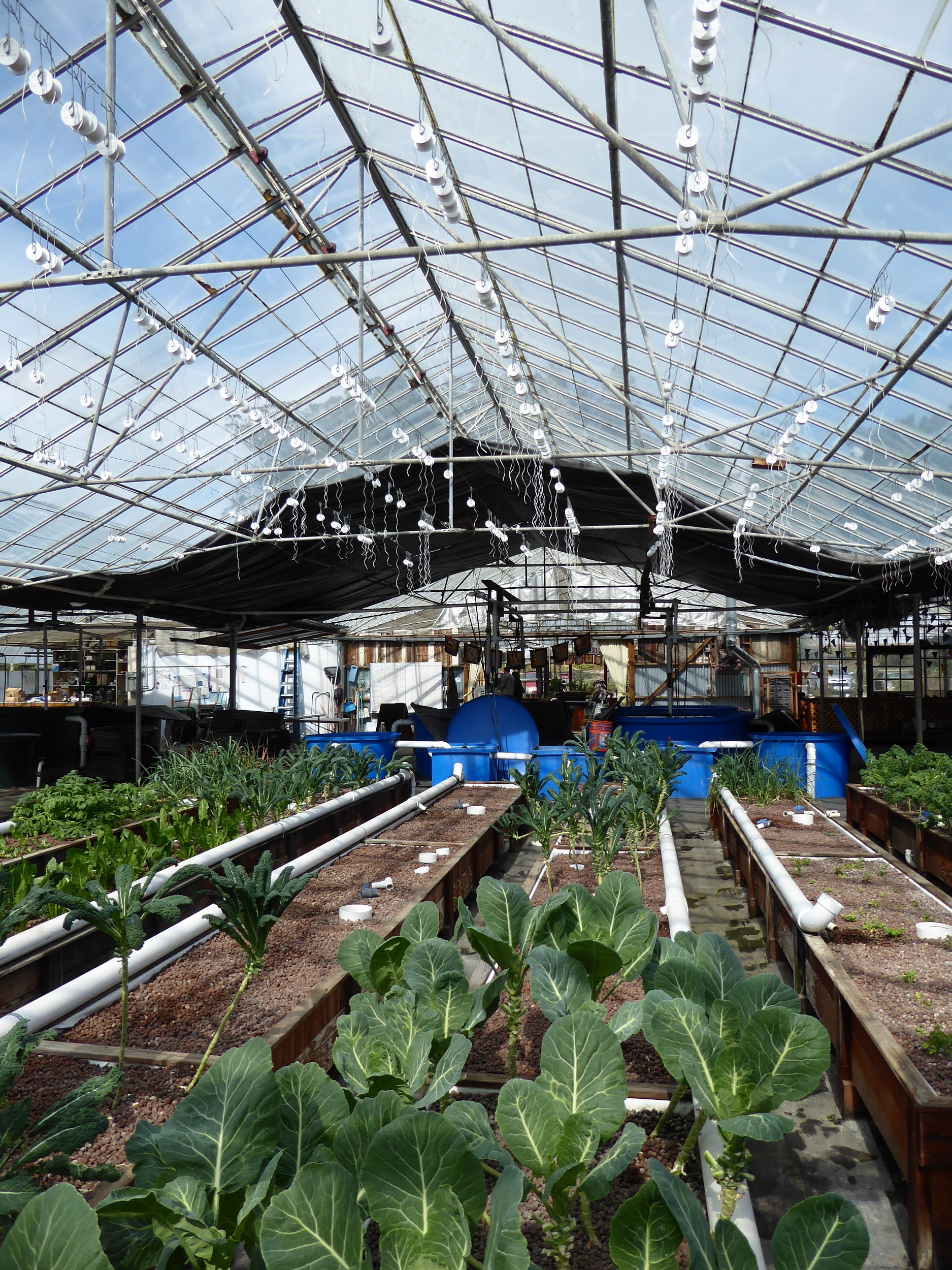 Farming That Uses a Little Water ... And a Whole Lot of Fish Poop | KQED