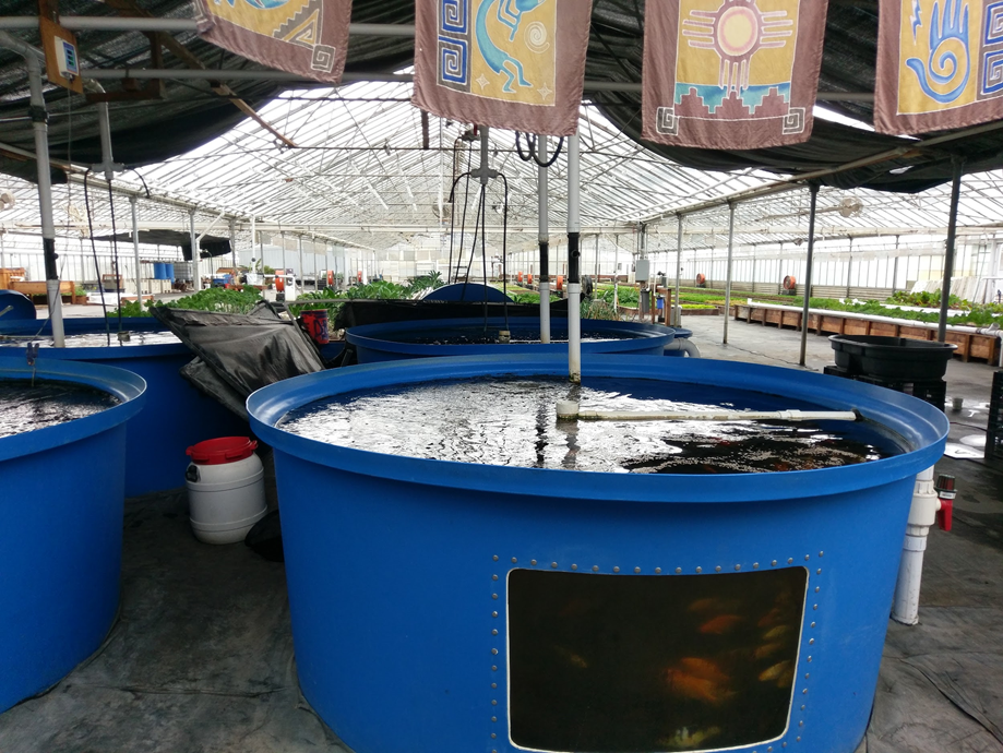 Farming That Uses a Little Water ... And a Whole Lot of Fish Poop | KQED