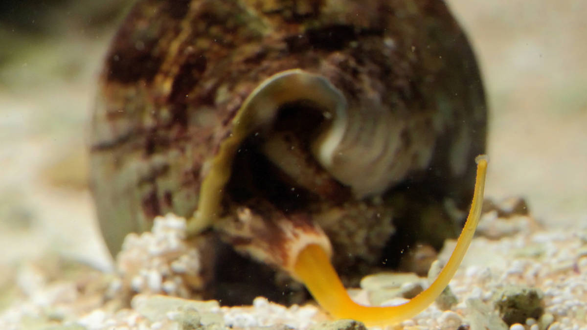 Watch These Cunning Snails Stab and Swallow Fish Whole | KQED