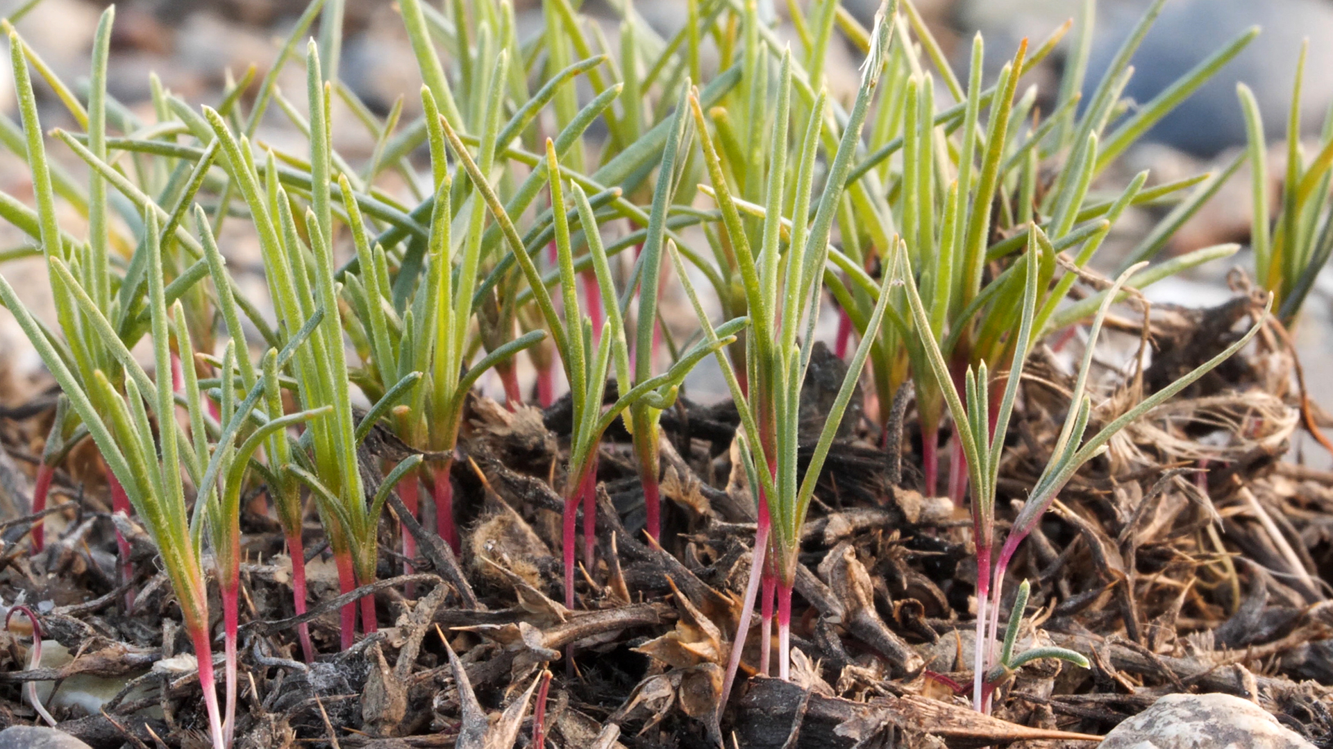 Why Do Tumbleweeds Tumble? | KQED