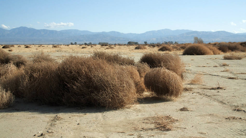 Why Do Tumbleweeds Tumble? | KQED