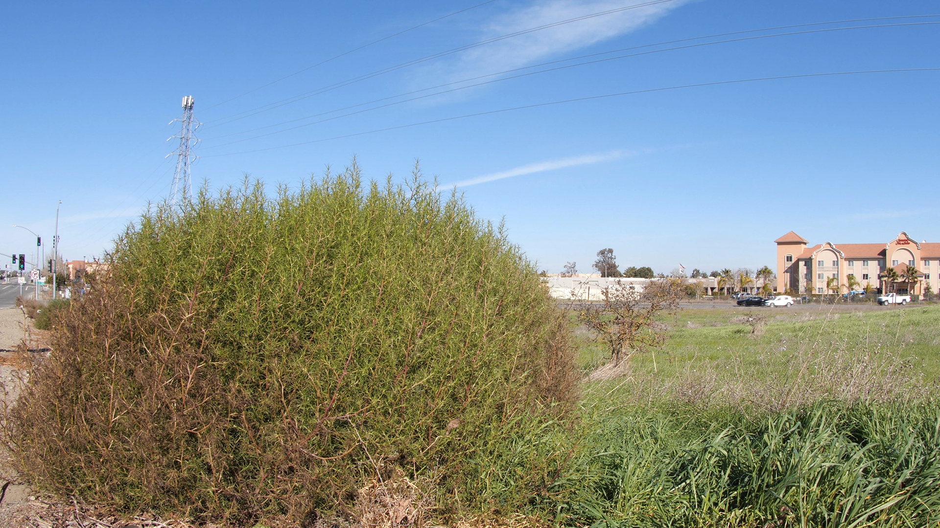 Why Do Tumbleweeds Tumble? | KQED
