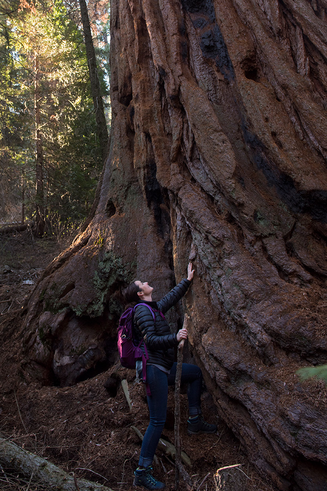 Ancient Sequoia Grove Protected in Historic Conservation Deal | KQED