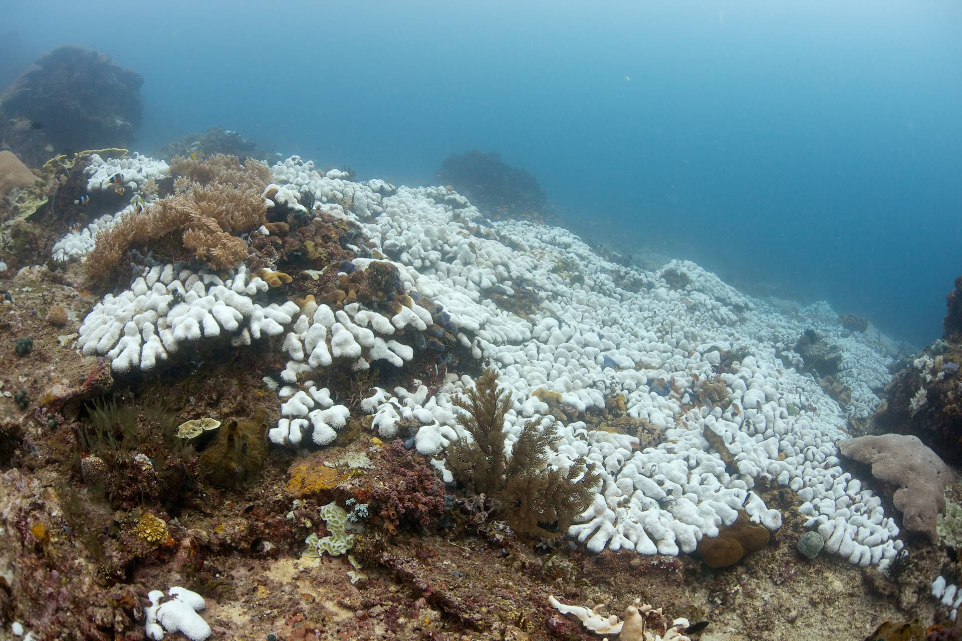 Push to Ban Coral-Killing Sunscreens Goes National | KQED