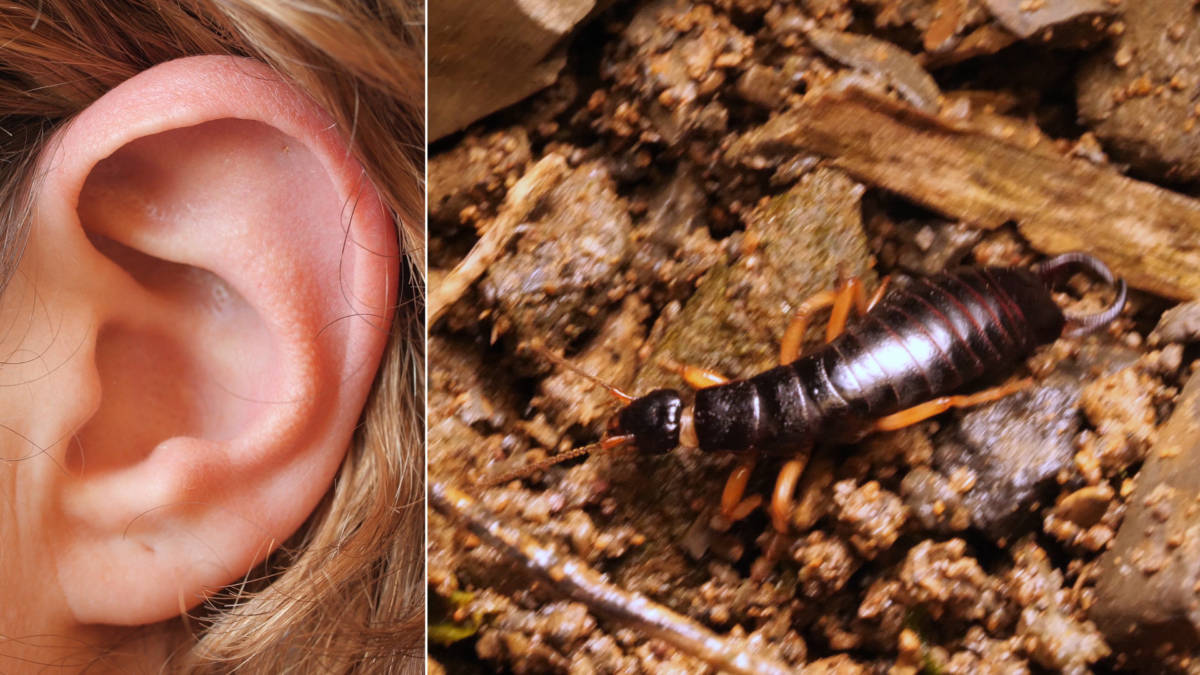 What Do Earwigs Do With Those Pincers Anyway? | KQED