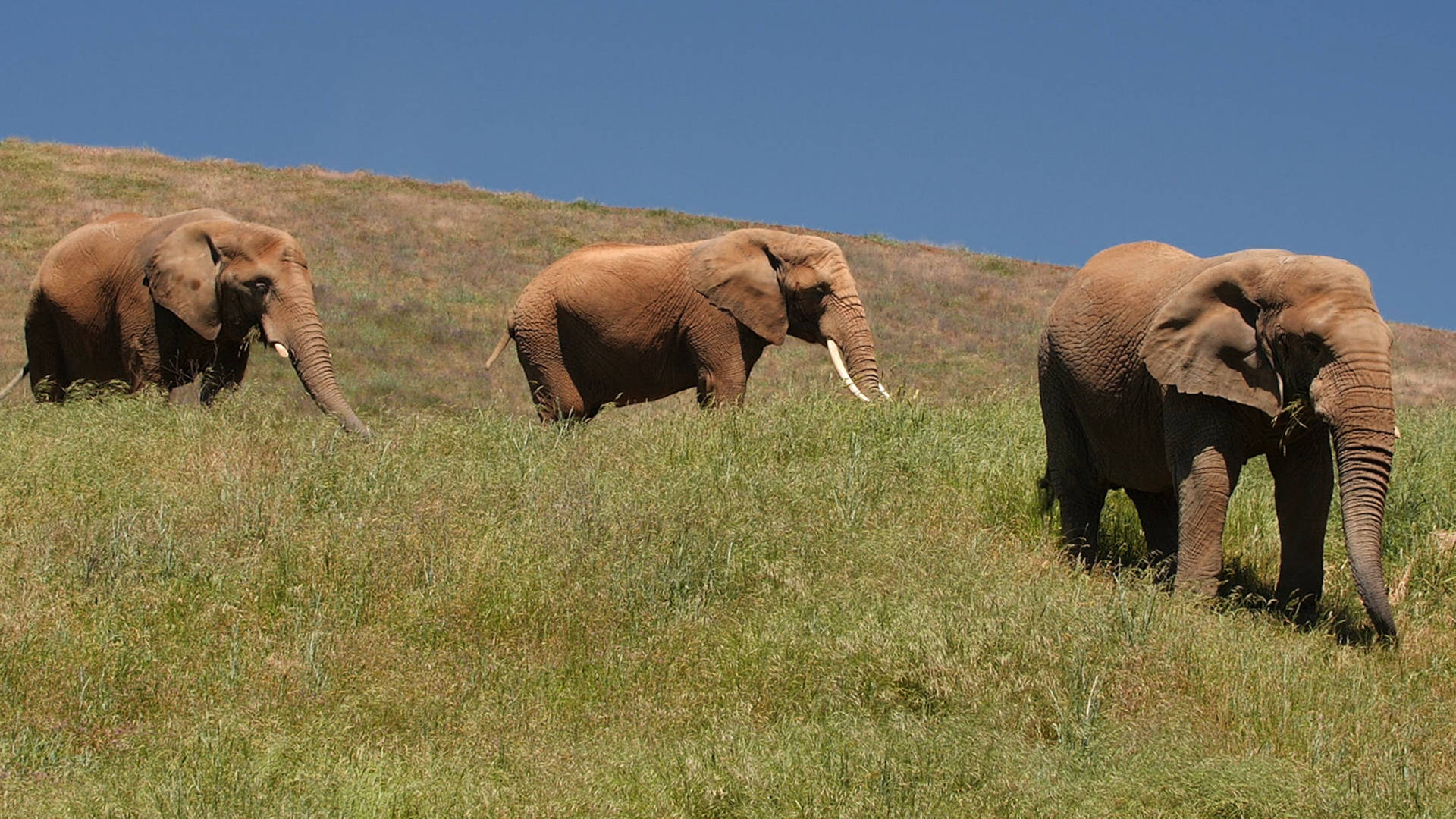 How Elephants Listen ... With Their Feet | KQED