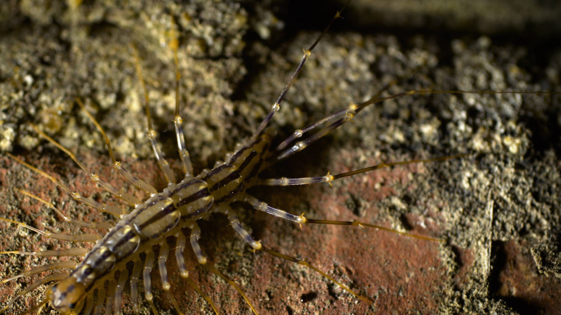 The House Centipede is Fast, Furious, and Just So Extra | KQED