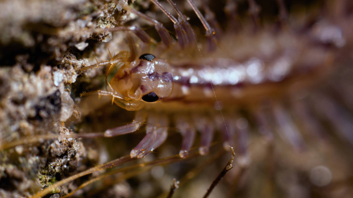 The House Centipede is Fast, Furious, and Just So Extra | KQED