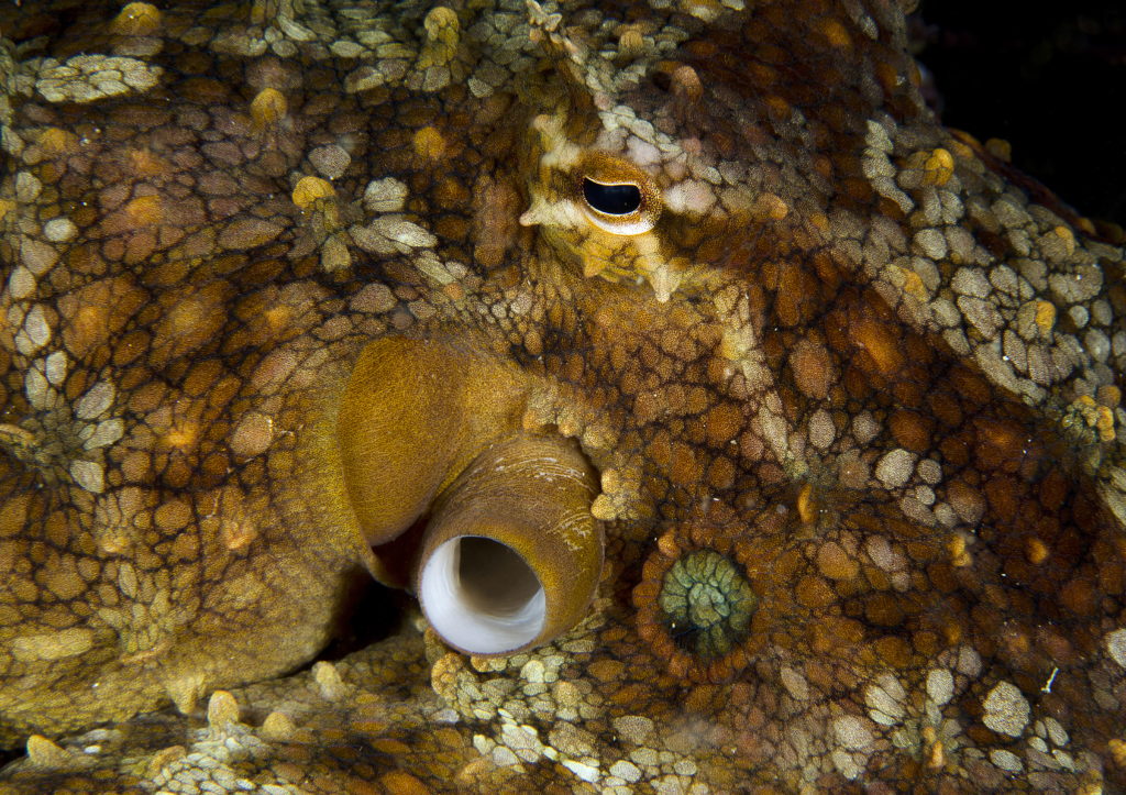 Octopuses Got High On Molly. Here’s What Happened Next | KQED