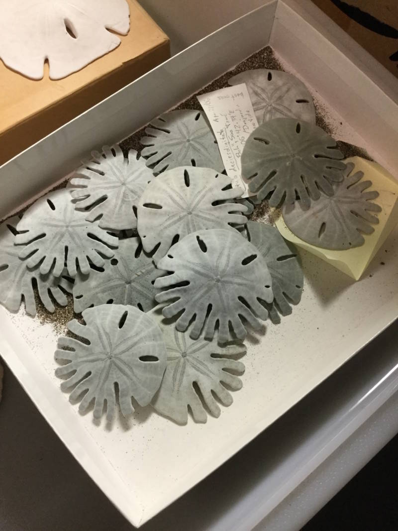 A Sand Dollar's Breakfast Is Totally Metal | KQED
