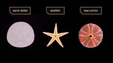 A Sand Dollar's Breakfast Is Totally Metal | KQED