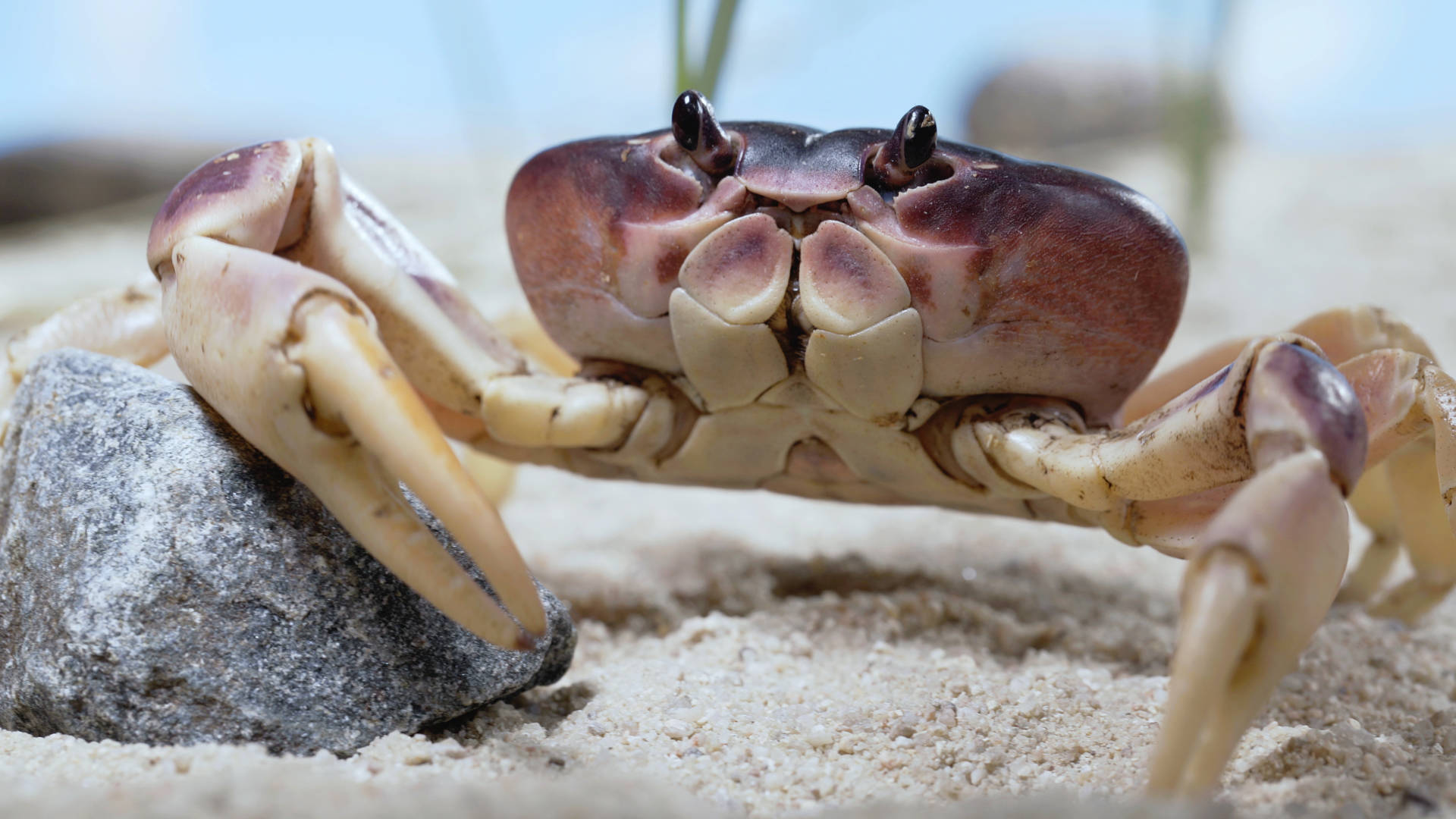 Whack! Jab! Crack! It's a Blackback Land Crab Smackdown | KQED