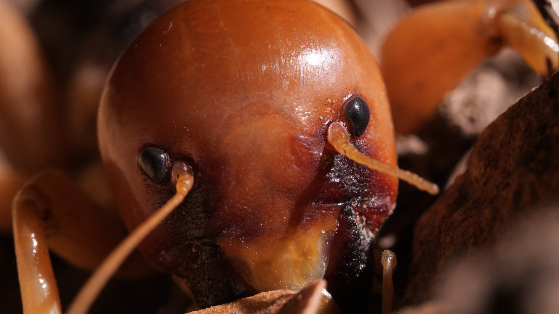 Jerusalem Crickets Only Date Drummers | KQED