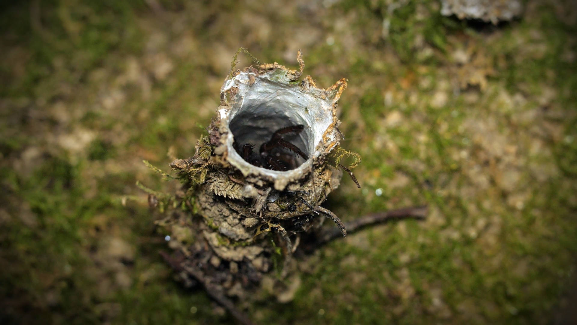 Turret Spiders Launch Sneak Attacks From Tiny Towers | KQED