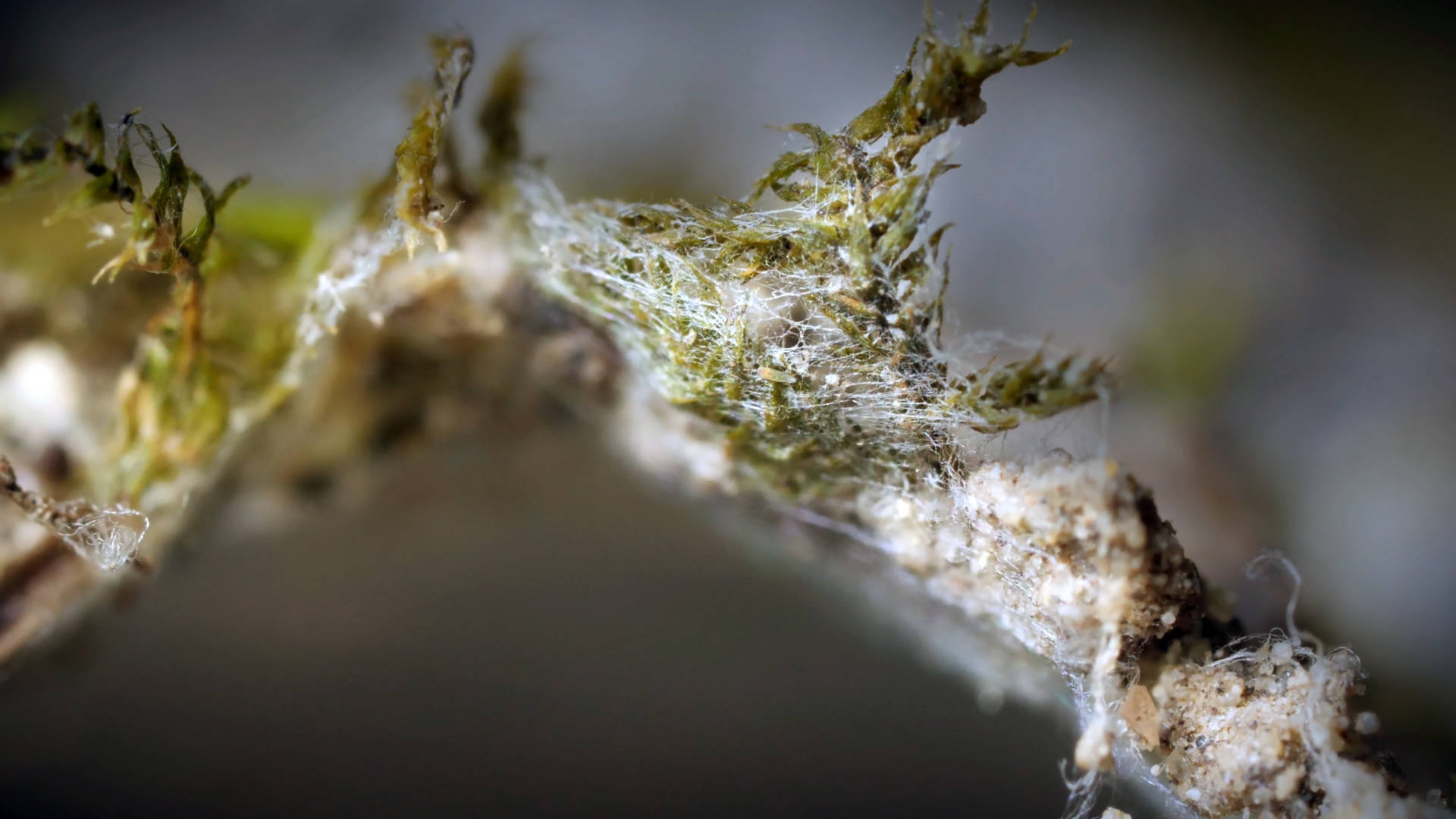 Turret Spiders Launch Sneak Attacks From Tiny Towers | KQED