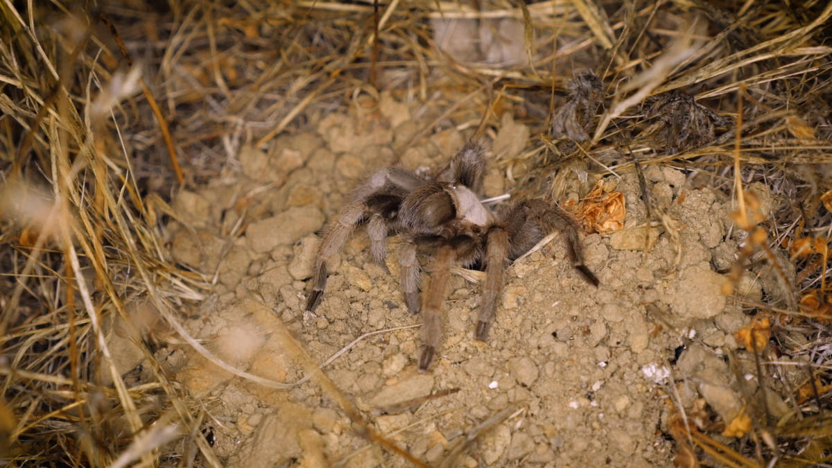 Turret Spiders Launch Sneak Attacks From Tiny Towers | KQED