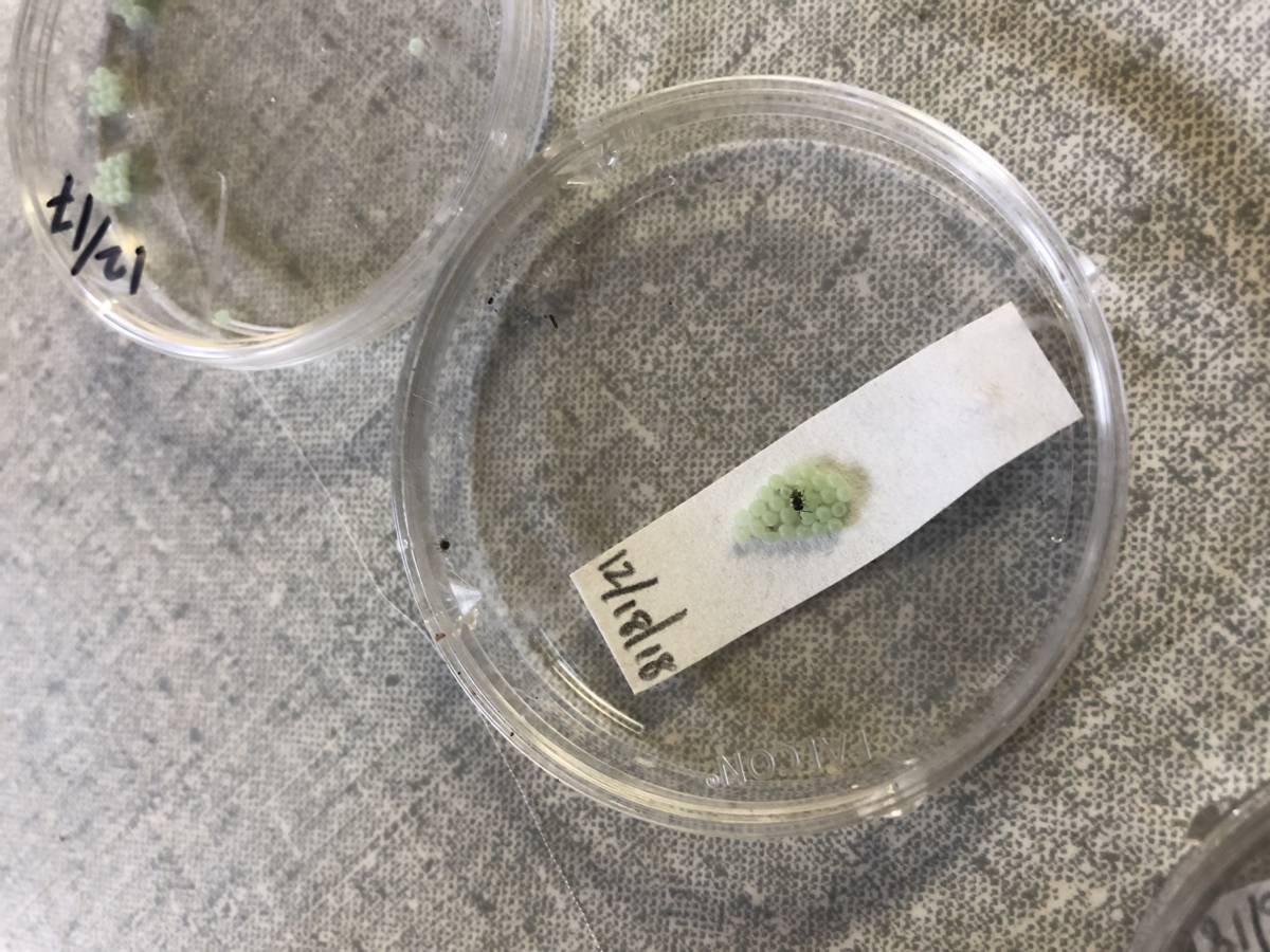 Samurai Wasps Say 'Smell Ya Later, Stink Bugs' | KQED