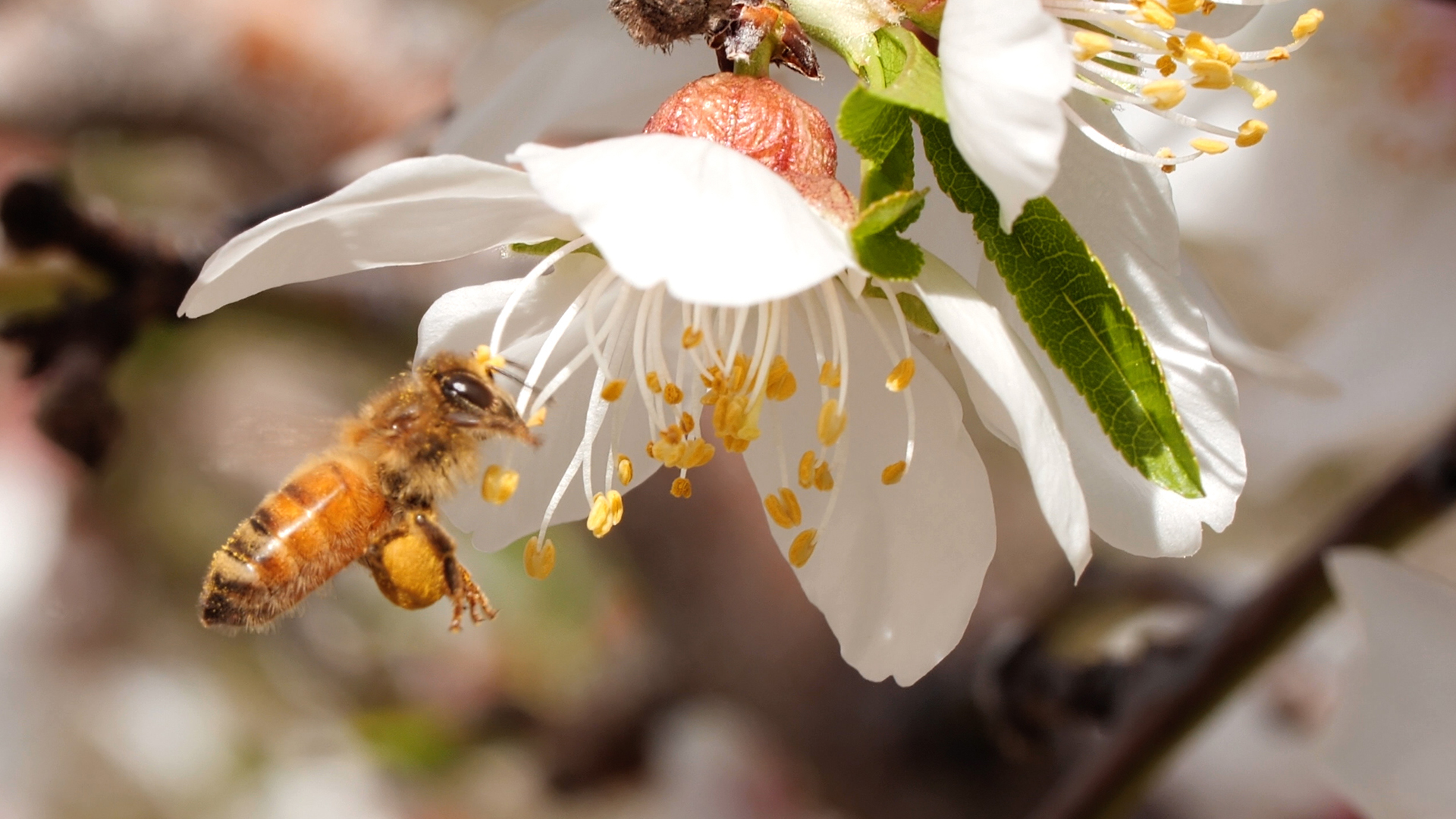 Honey Bees Make Honey ... and Bread? | KQED