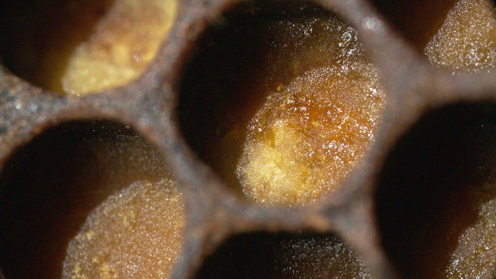 Honey Bees Make Honey ... and Bread? | KQED