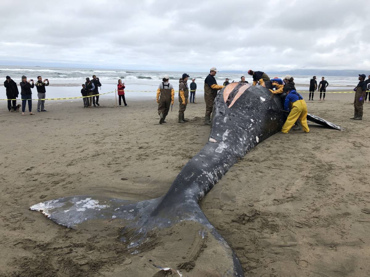 Dead Whale on San Francisco Beach Was Killed by Ship Strike (Photos) | KQED