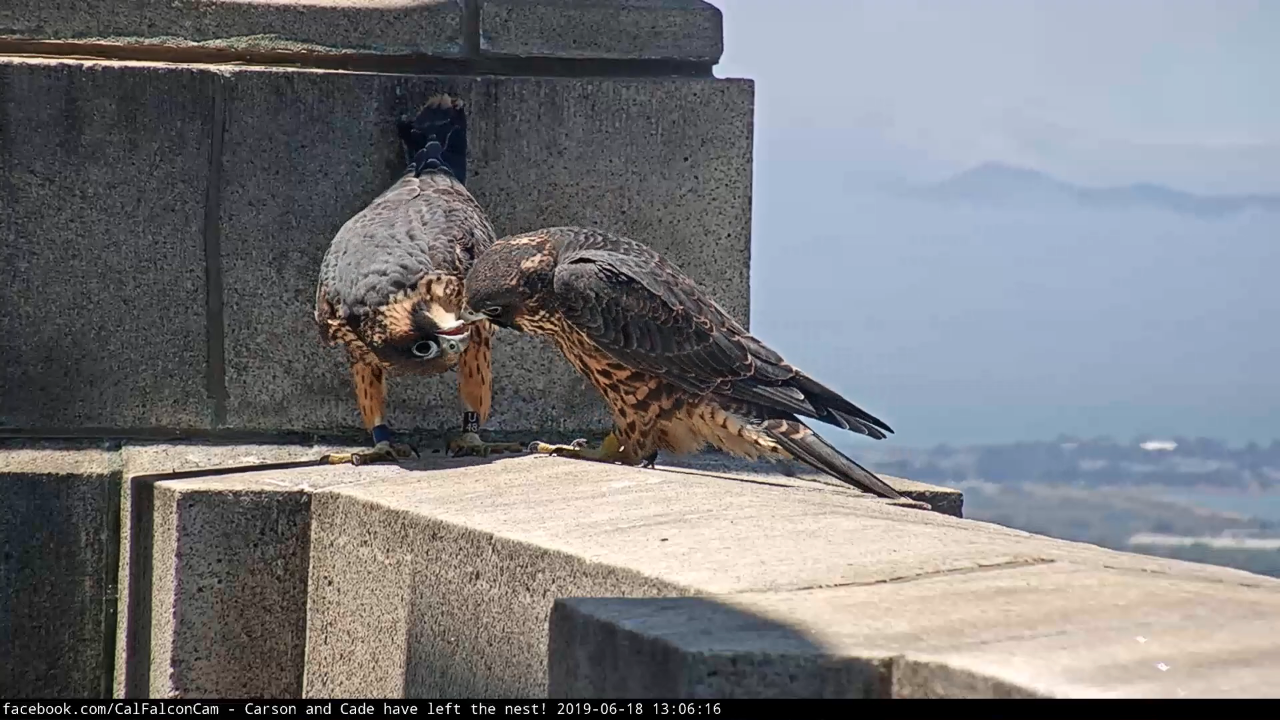 Here's Why Peregrine Falcons Are the Top Guns of the Sky | KQED