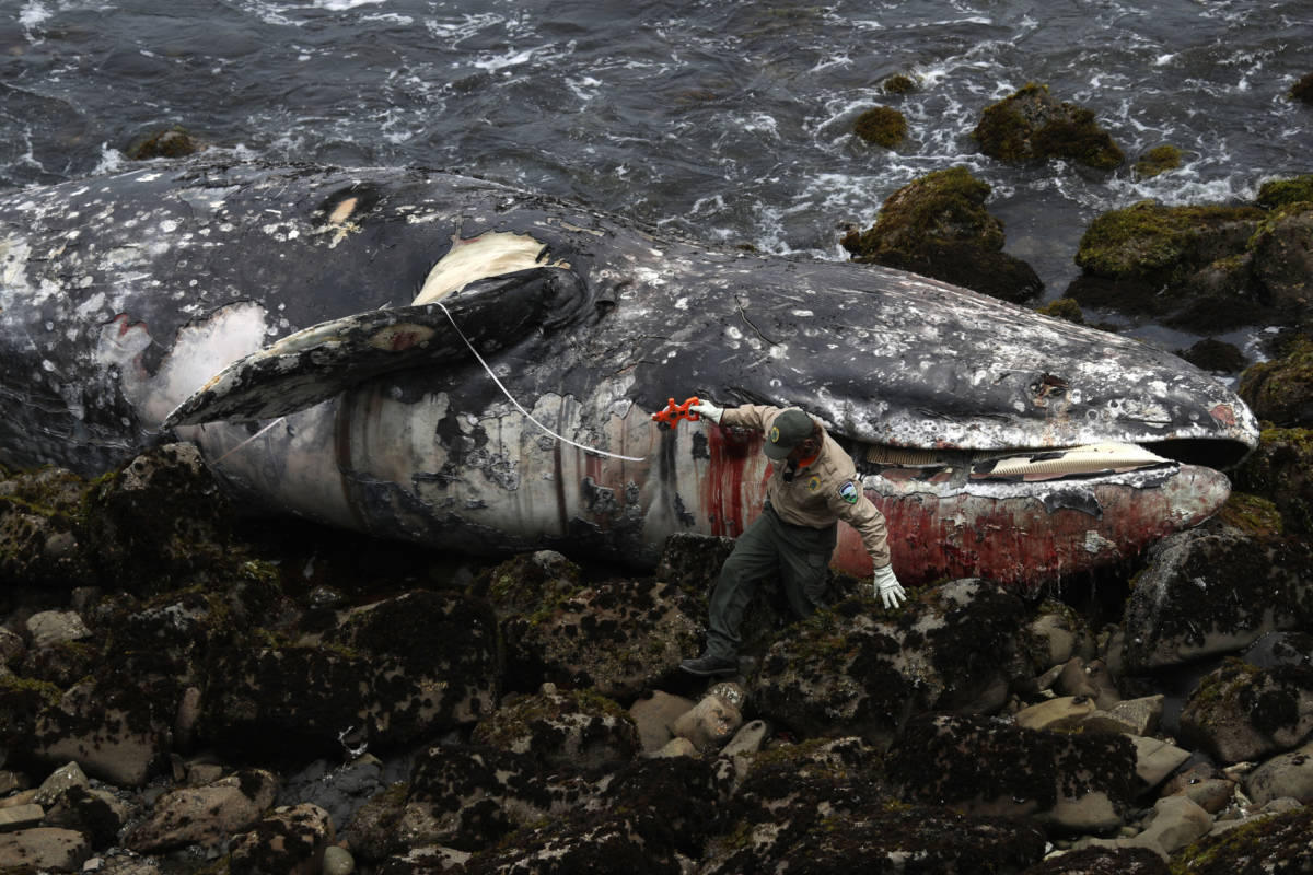 What Happens to the Bodies of Dead Whales? | KQED