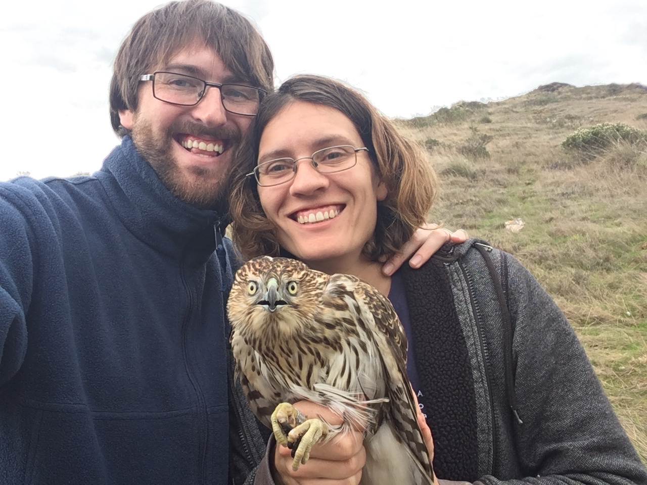 Here's Why Peregrine Falcons Are the Top Guns of the Sky | KQED