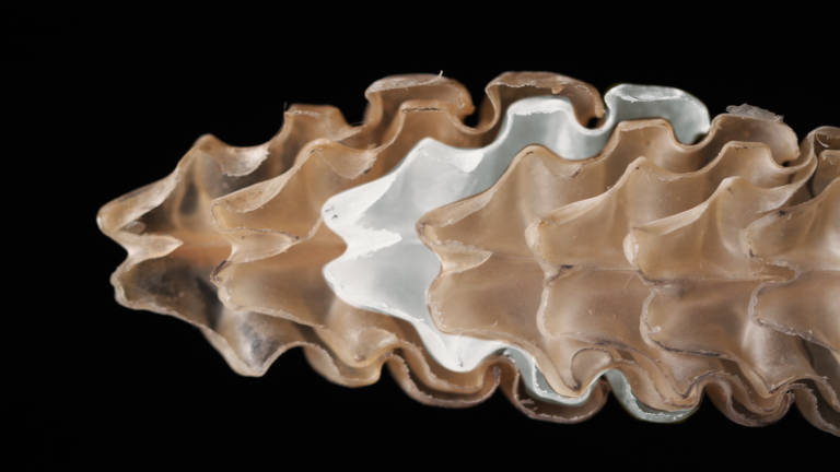 Look Inside a Rattlesnake's Rattle | KQED