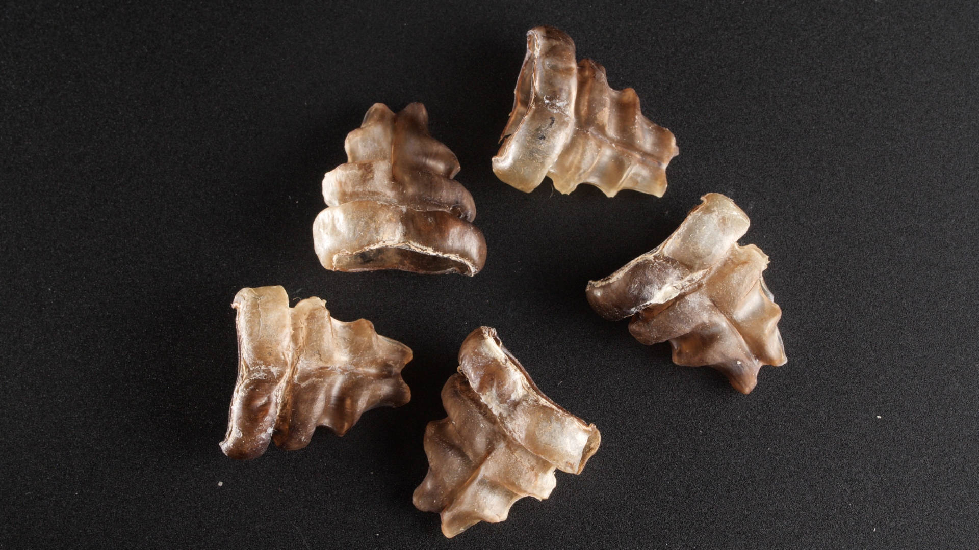 Look Inside a Rattlesnake's Rattle | KQED