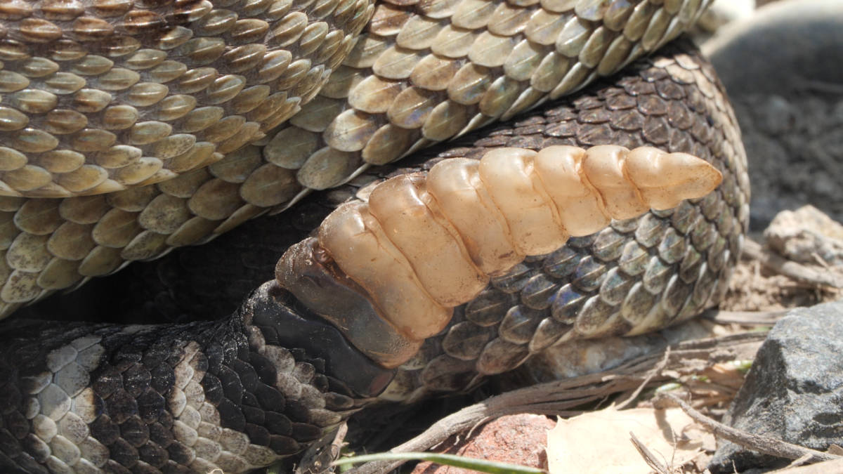 Look Inside a Rattlesnake's Rattle | KQED