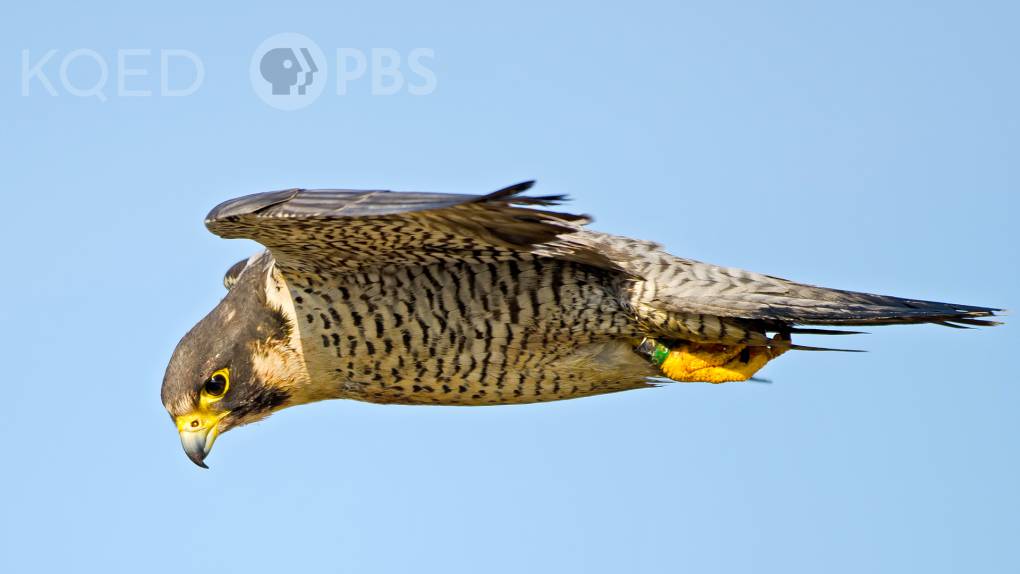 Here's Why Peregrine Falcons Are the Top Guns of the Sky | KQED