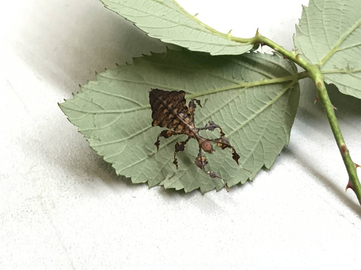 These Giant Leaf Insects Will Sway Your Heart | KQED