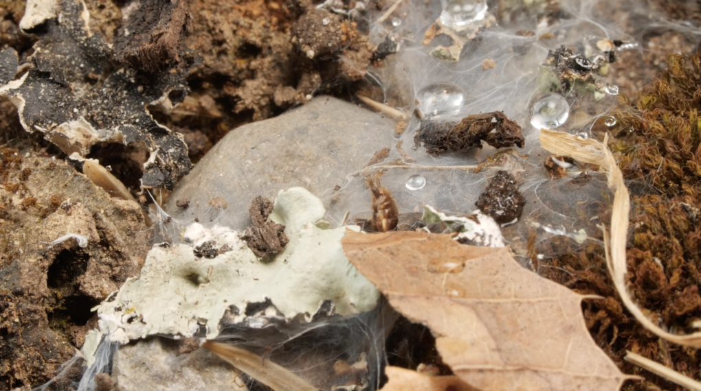 The Curious Webspinner Insect Knits a Cozy Home | KQED