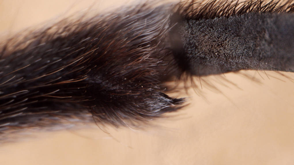 Tarantulas Take Hooking Up to the Next Level | KQED