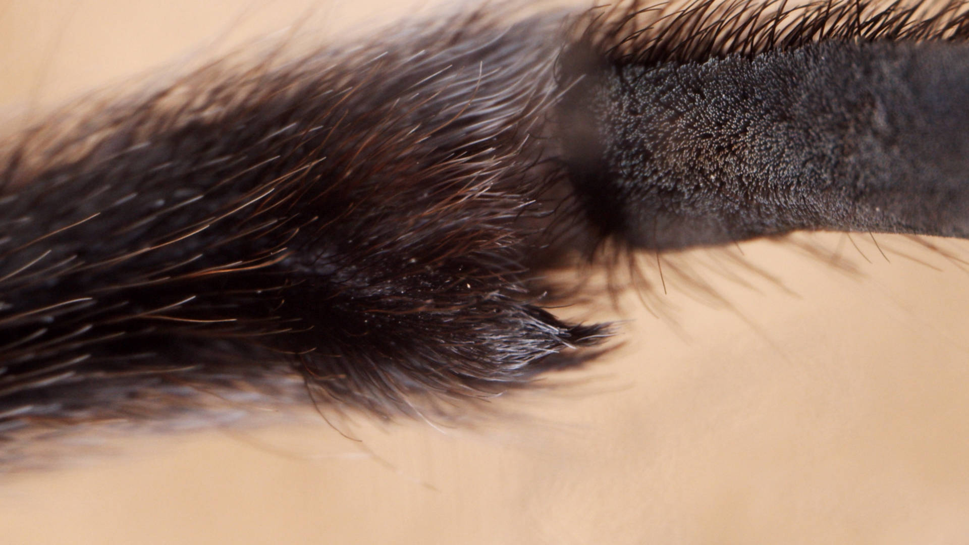 Tarantulas Take Hooking Up to the Next Level | KQED