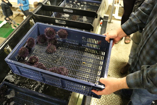 Kelp! They Need Somebody … To Eat Sea Urchins | KQED