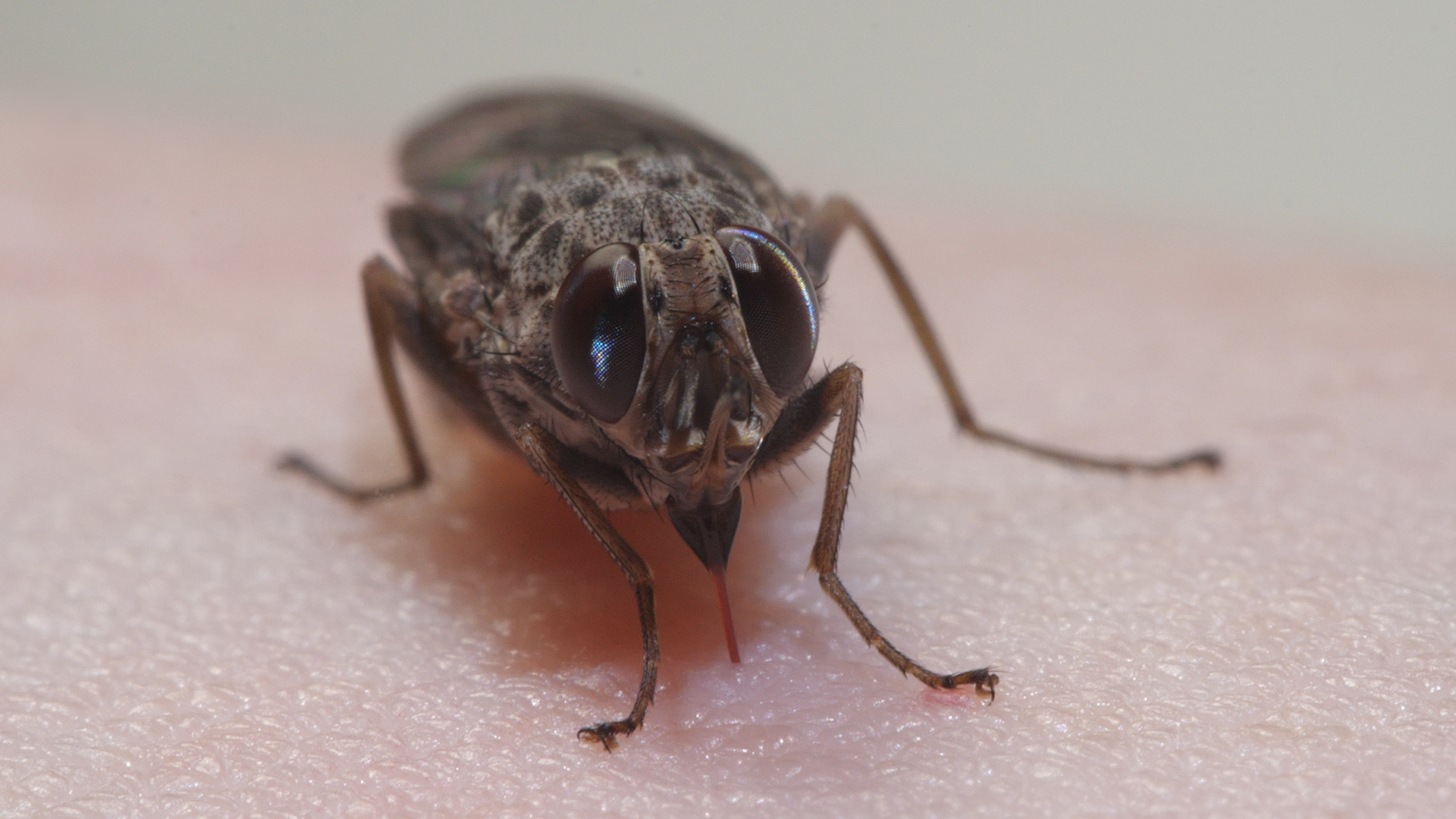 A Tsetse Fly Births One Enormous Milk-Fed Baby | KQED