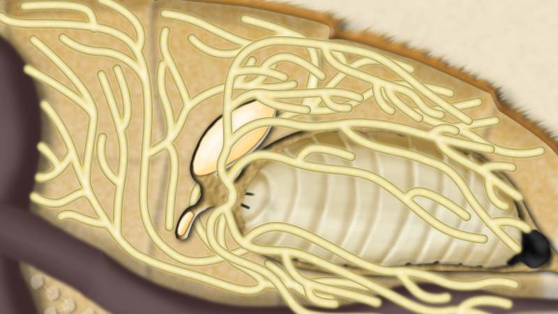 A Tsetse Fly Births One Enormous Milk-Fed Baby | KQED