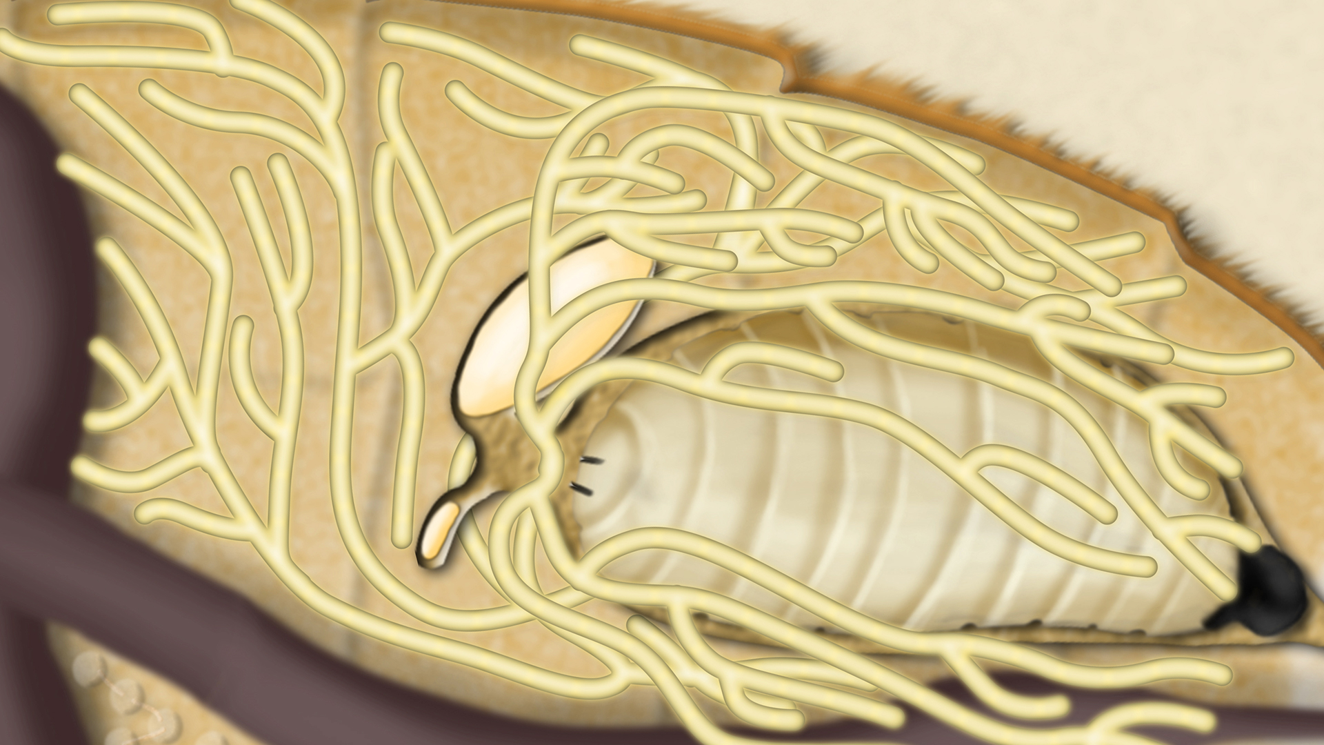 A Tsetse Fly Births One Enormous Milk-Fed Baby | KQED