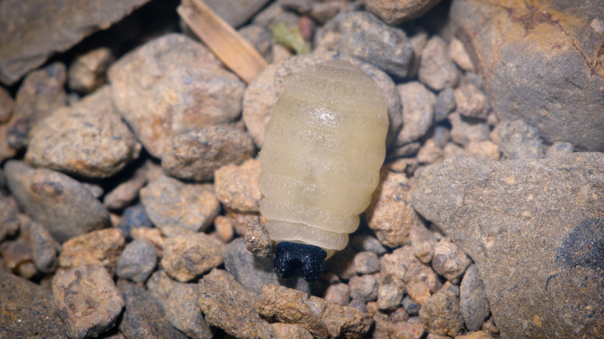 A Tsetse Fly Births One Enormous Milk-Fed Baby | KQED