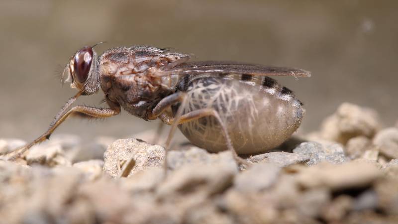 A Tsetse Fly Births One Enormous Milk-Fed Baby | KQED