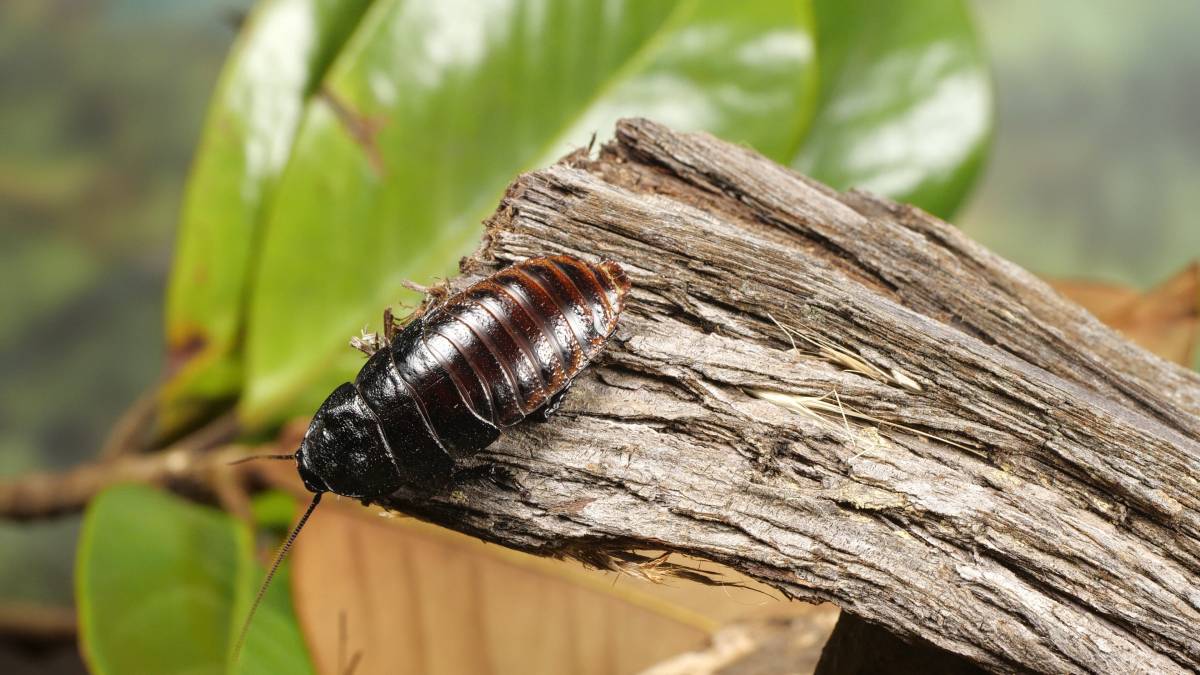 You Wish You Had Mites Like This Hissing Cockroach | KQED
