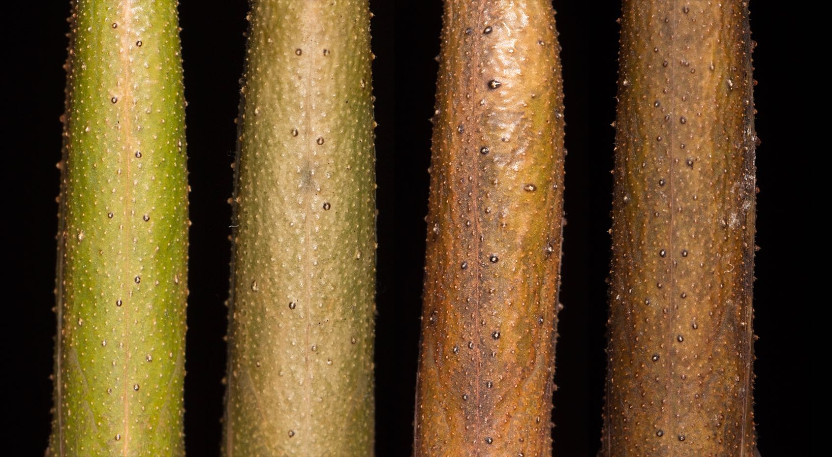 Walking Sticks Stop, Drop and Clone to Survive | KQED