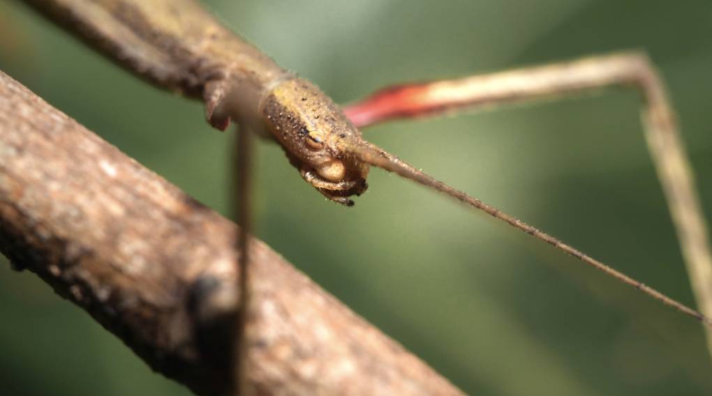 Walking Sticks Stop, Drop and Clone to Survive | KQED